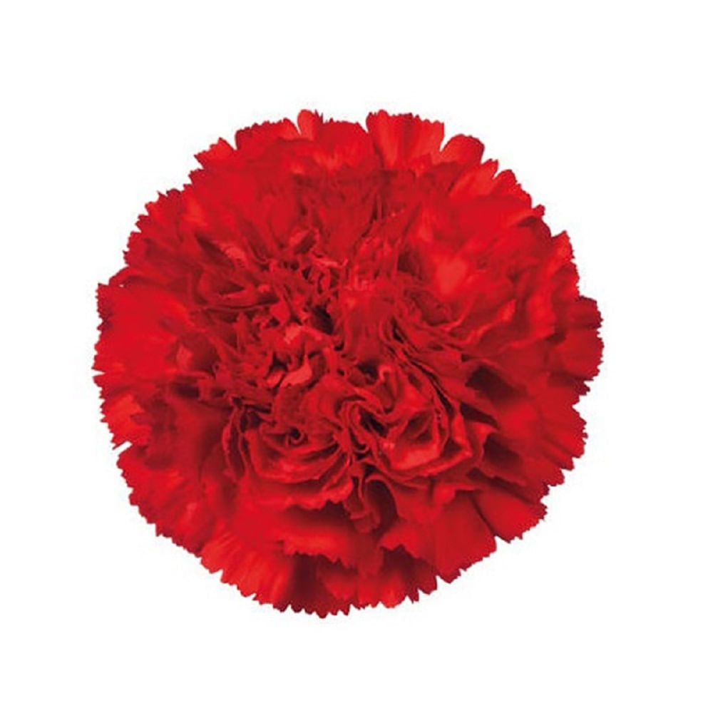 Paquete Claveles Rojos